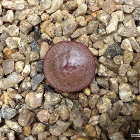 Conophytum Spp Conophytum bachelorum Conophytum - Xplant