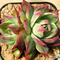 Echeveria Casio 012 Succulents - Xplant