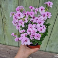 Pelargonium Angel Eyes Randy [] Foliage - Xplant