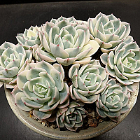 Echeveria Lenore Dean 11 Variegated - Xplant