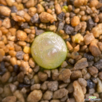 Conophytum latum R-A072 Conophytum - Xplant