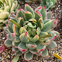 Echeveria Agavoides Ebony 1113 Variegated - Xplant