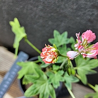 Pelargonium(Geranium) 1810 Air purification - Xplant