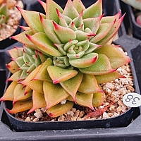 Echeveria agavoides Macabeana Succulents - Xplant
