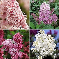 Syringa vulgaris - 15cm 4 1 Perennial(root) - Xplant