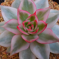 Echeveria Giselle 1206 Variegated - Xplant