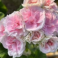 Pelargonium(Geranium) . ta Foliage - Xplant