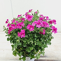 Pelargonium Angel Eyes Randy Air purification - Xplant