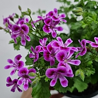 Pelargonium Angel Eyes Randy [] Foliage - Xplant