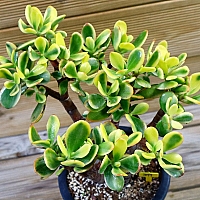 Echeveria Gold Coin Succulents - Xplant