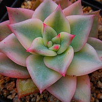 Echeveria agavoides Maria 0327 Variegated - Xplant