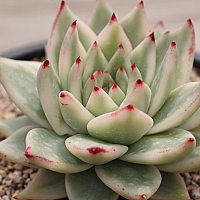 Echeveria agavoides Maria Variegated - Xplant