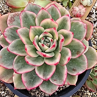 Echeveria Agavoides Ebony Variegated - Xplant