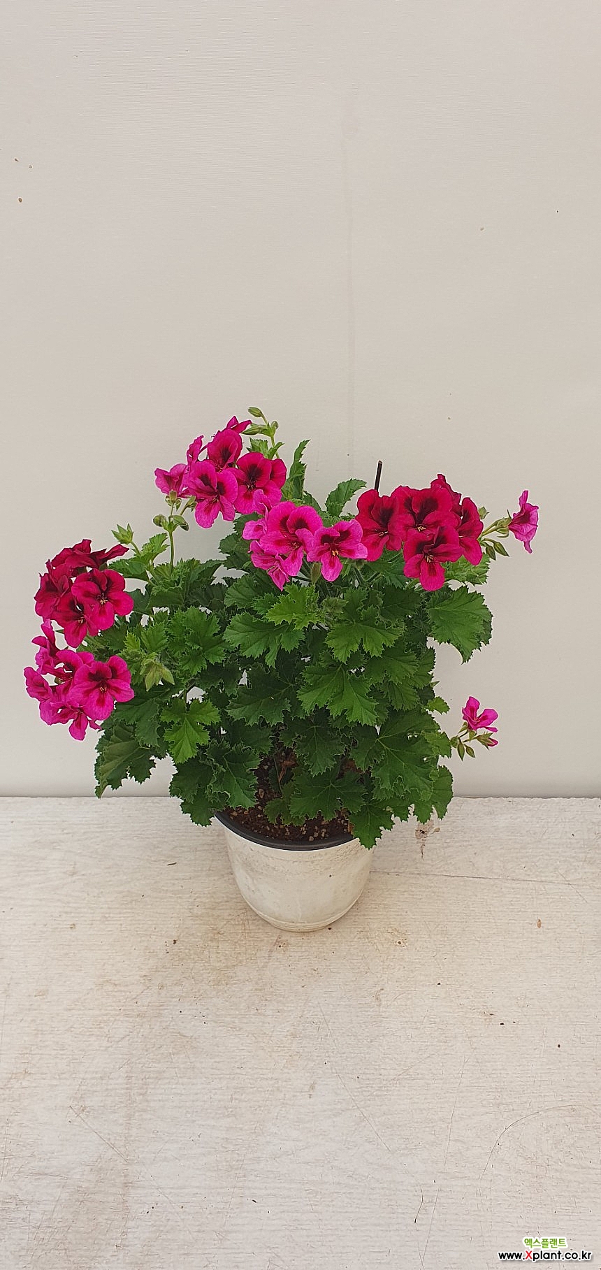 Citrus junos Air purification - Xplant