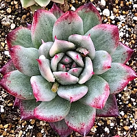 Echeveria agavoides Maria Variegated - Xplant