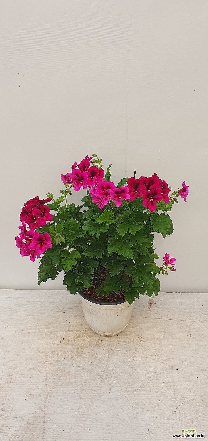 Citrus junos Air purification - Xplant