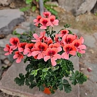 Pelargonium Angel Eyes Randy Herbaceous flowers - Xplant