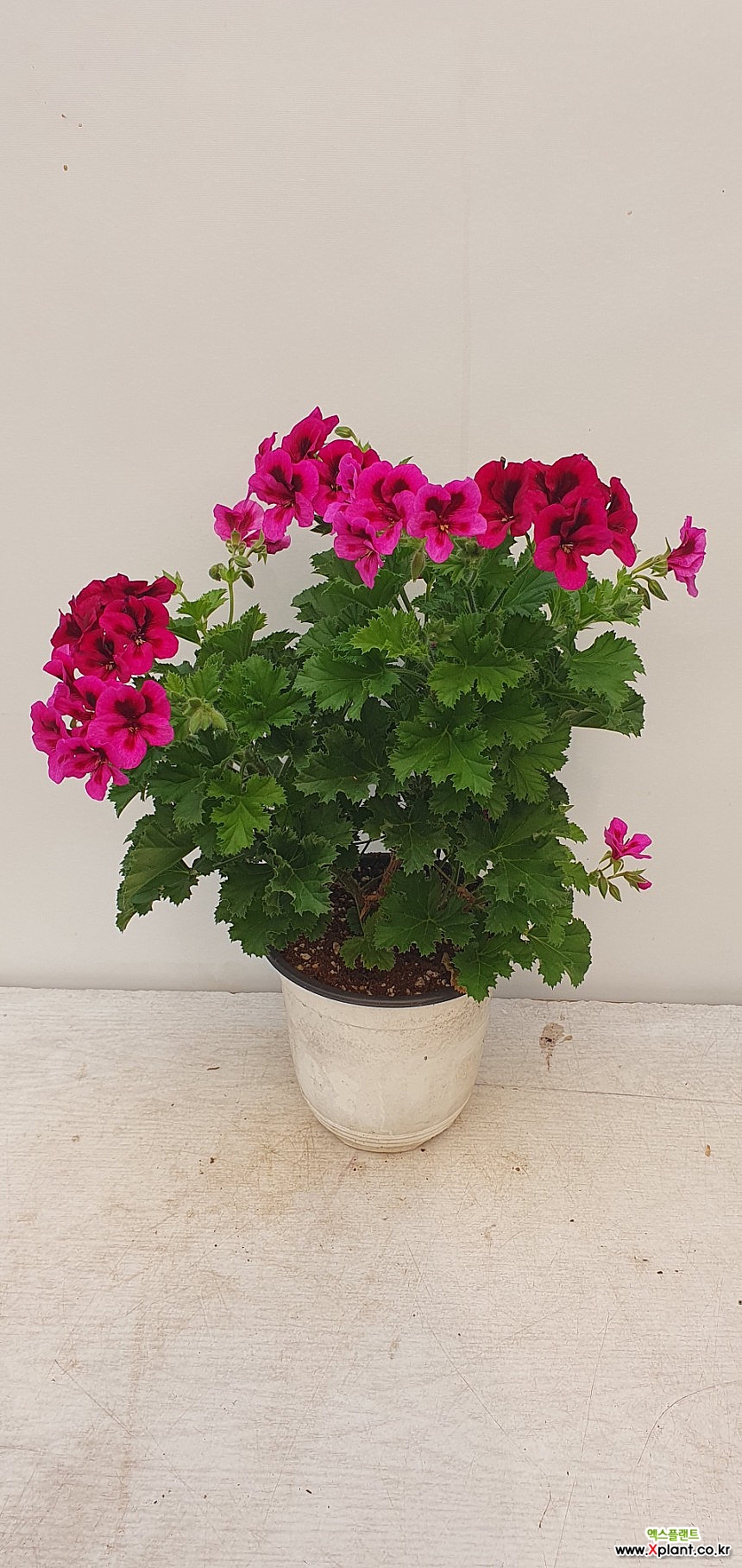 Citrus junos Air purification - Xplant