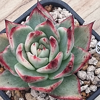 Echeveria agavoides Maria 280327 Variegated - Xplant