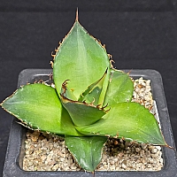 Agave titanota spade 아가베 스페이드 아가베 - Xplant