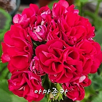 Pelargonium(Geranium) Ta Foliage - Xplant