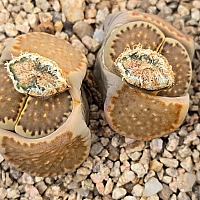 Lithops julii var.fulleri 1238 Lithops - Xplant