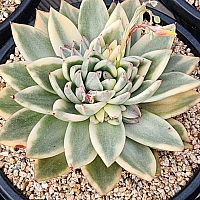 Echeveria agavoides Maria sp Variegated - Xplant