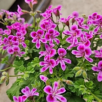 Pelargonium Angel Eyes Randy [] Foliage - Xplant