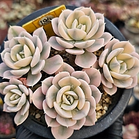 Echeveria agavoides Macabeana -195 Variegated - Xplant
