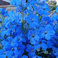 Delphinium grandiflorum Cheer Blue 10cm Wild Flower - Xplant
