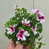 Pelargonium Angel Eyes Randy , , Air purification - Xplant