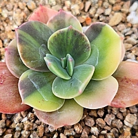 Echeveria Blue Metall 12-200 Variegated - Xplant
