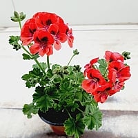 Pelargonium Angel Eyes Randy Air purification - Xplant