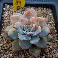 Echeveria Blue bird 89 Variegated - Xplant