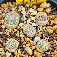 Lithops otzeniana 1020 FDP Lithops - Xplant
