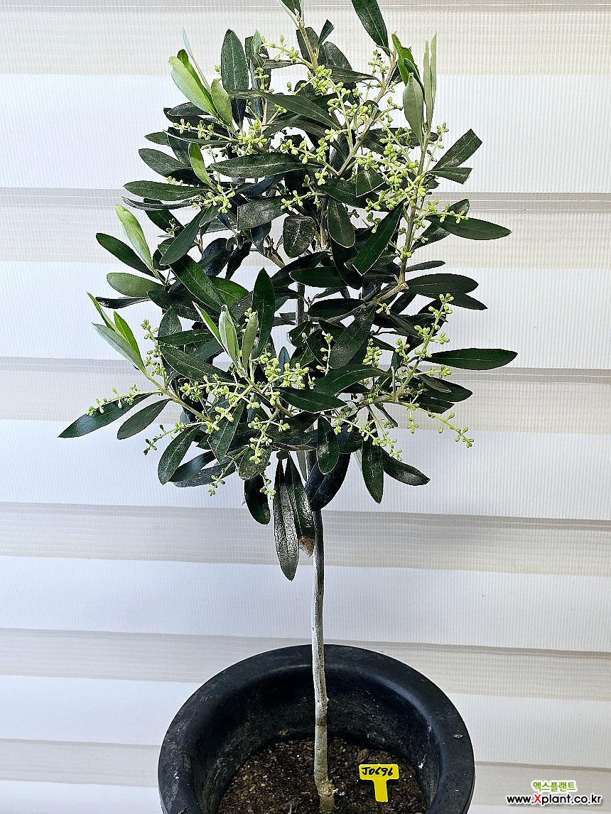 Olea europaea [ ] J0696 - - 65cm 25cm Foliage - Xplant