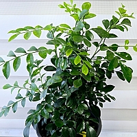Murraya paniculata [] J0702 - - 45cm 30cm Air purification - Xplant
