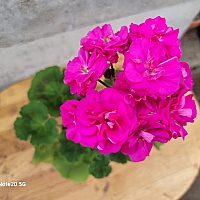 Pelargonium(Geranium) Ta Foliage - Xplant