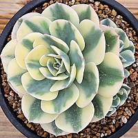 Echeveria Lenore Dean 1 Variegated - Xplant