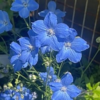 Delphinium grandiflorum Cheer Blue - Wild Flower - Xplant