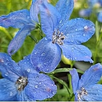 Delphinium grandiflorum Cheer Blue Wild Flower - Xplant