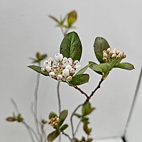 Cotoneaster wilsonii Air purification - Xplant