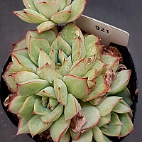 Echeveria Californica Queen 0414-921 Succulents - Xplant