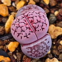 Lithops karasmontana ssp. eberlanzii 'Purper' Lithops - Xplant
