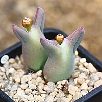 Conophytum bilobum latum -35 Conophytum - Xplant