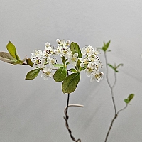 Cotoneaster wilsonii Air purification - Xplant