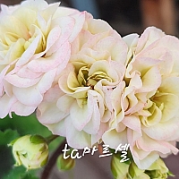 Pelargonium(Geranium) Ta Foliage - Xplant