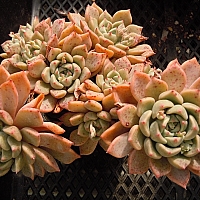Echeveria Rajoya 0418 Succulents - Xplant