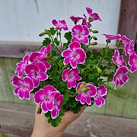 Pelargonium Angel Eyes Randy [] Foliage - Xplant