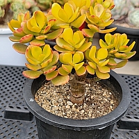 Echeveria Gold Coin Succulents - Xplant